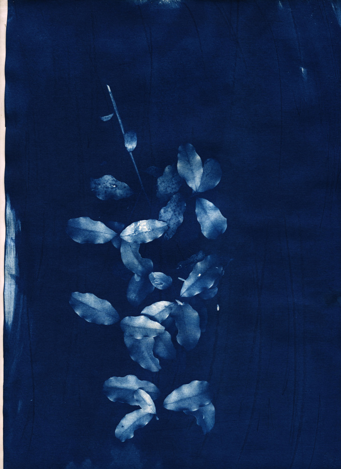 Flora Cyanotypes - KFB