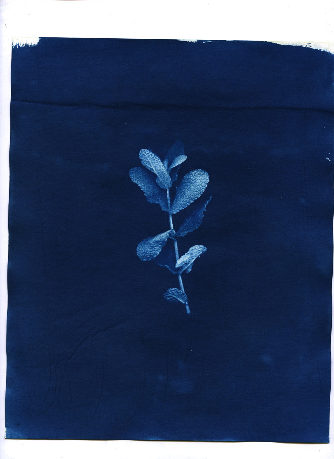 Flora Cyanotypes - KFB