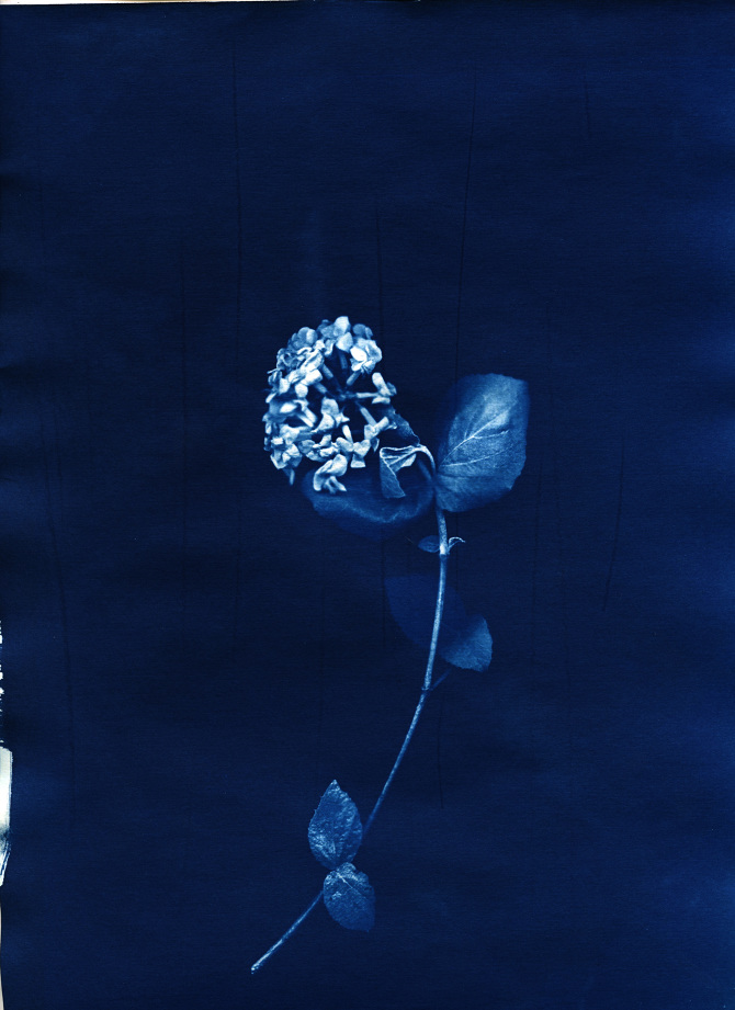 Flora Cyanotypes - KFB