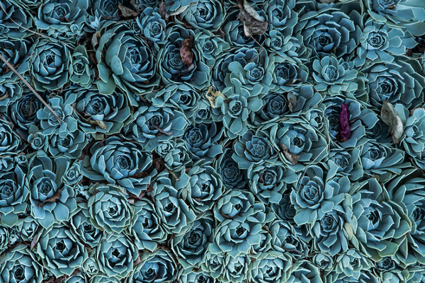 Arthur Machado - World Photography