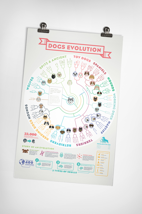 Dogs Evolution - Alice