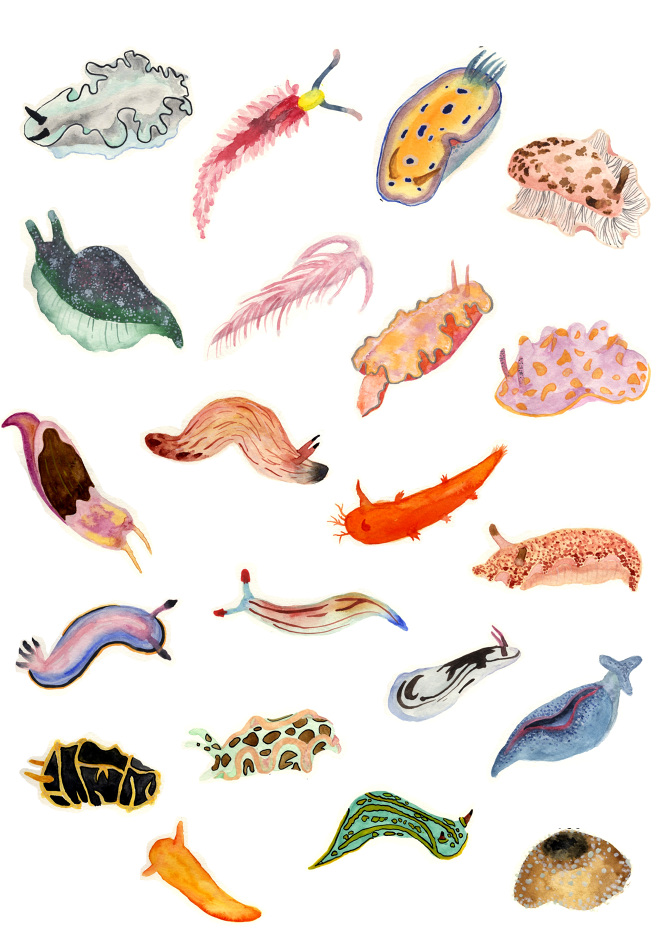 Sea Slugs - Cassia Ozdemir | Illustration, Papercutting, Watercolour ...