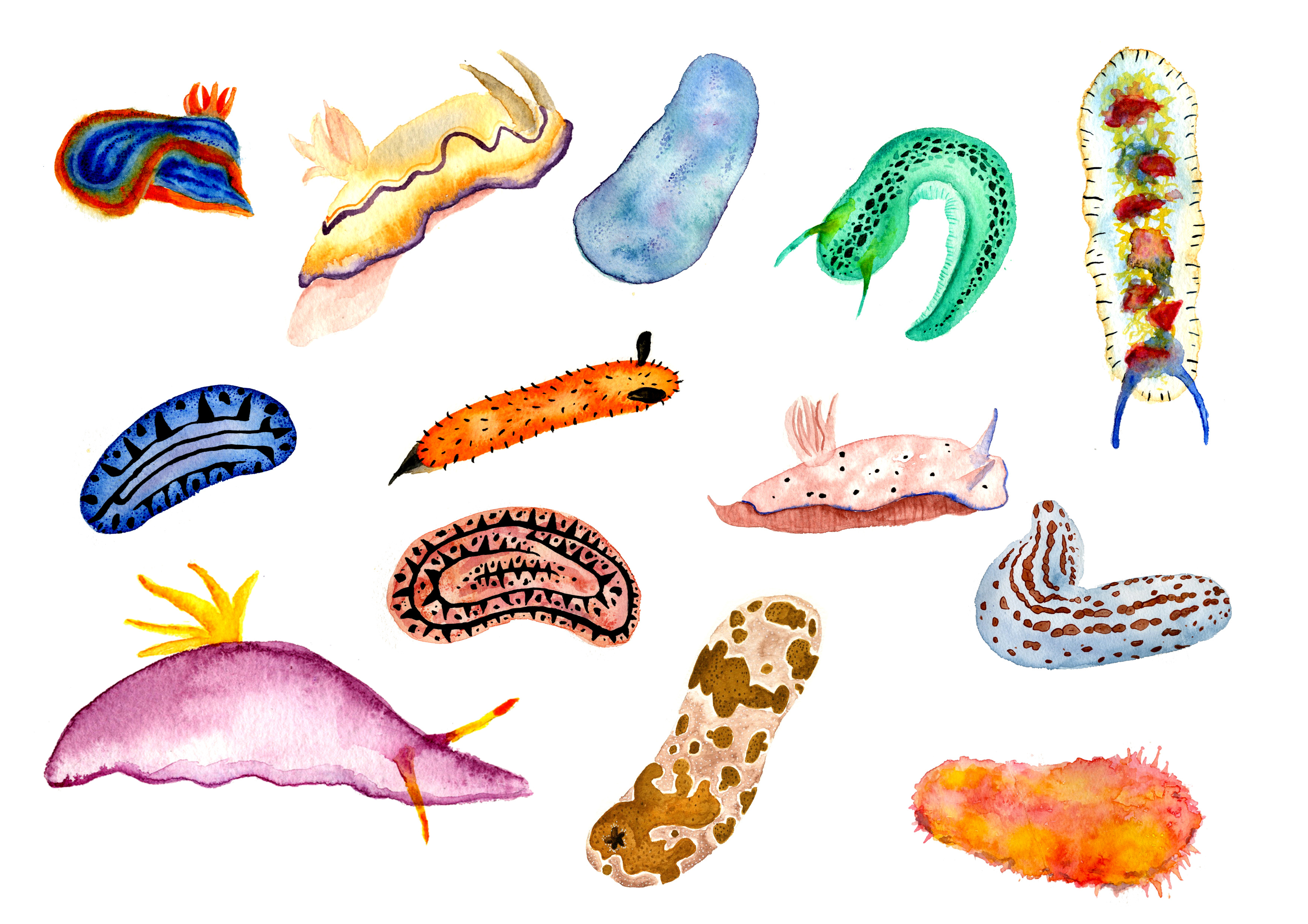 Sea Slugs - Cassia Ozdemir | Illustration, Papercutting, Watercolour ...