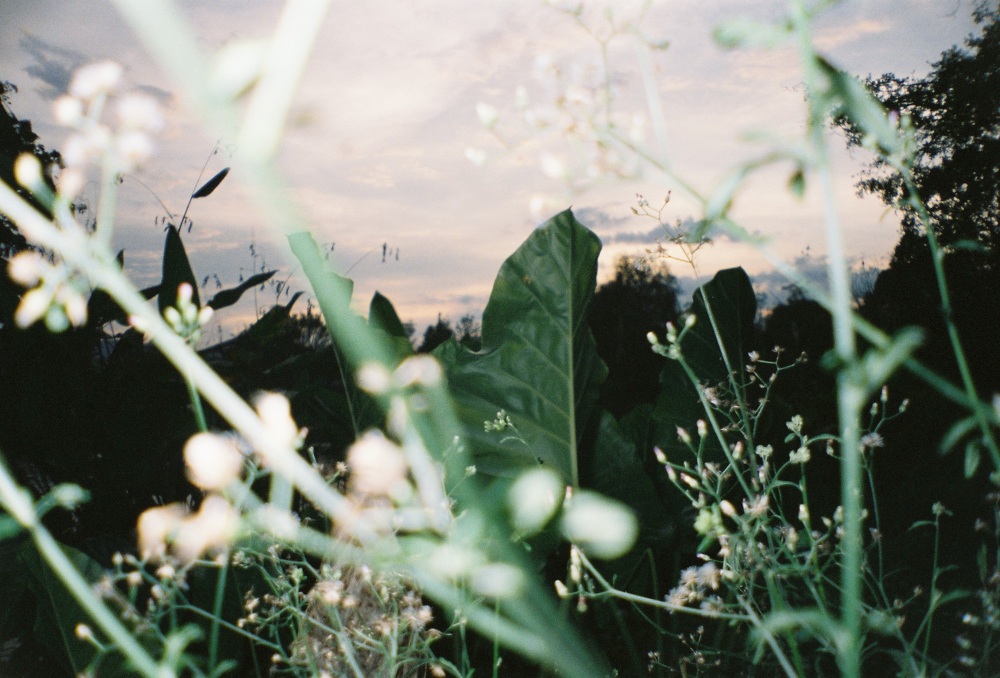 WILD BLISS — PRY1 RESORT - Ben_Benjarat