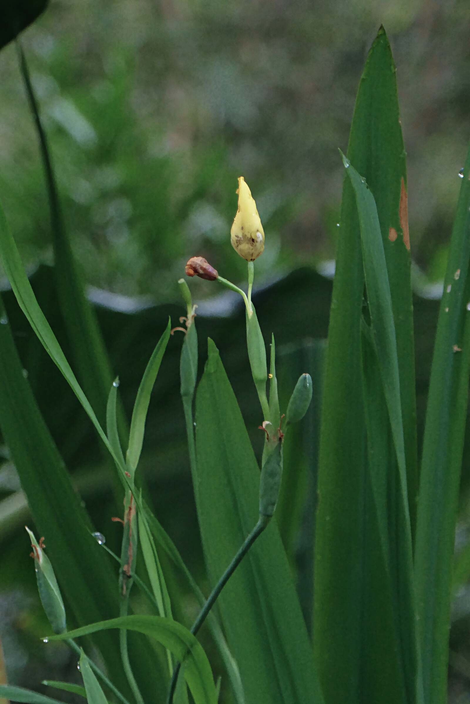 WILD BLISS — PRY1 RESORT - Ben_Benjarat