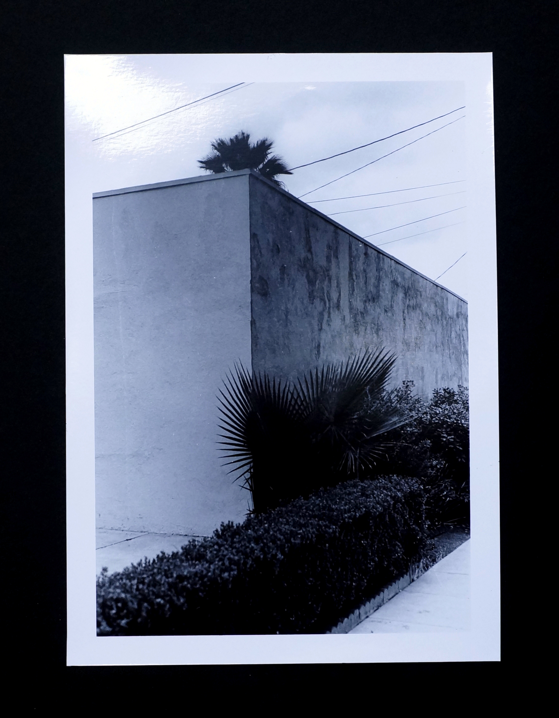 Neighborhood Trees - ella de buck