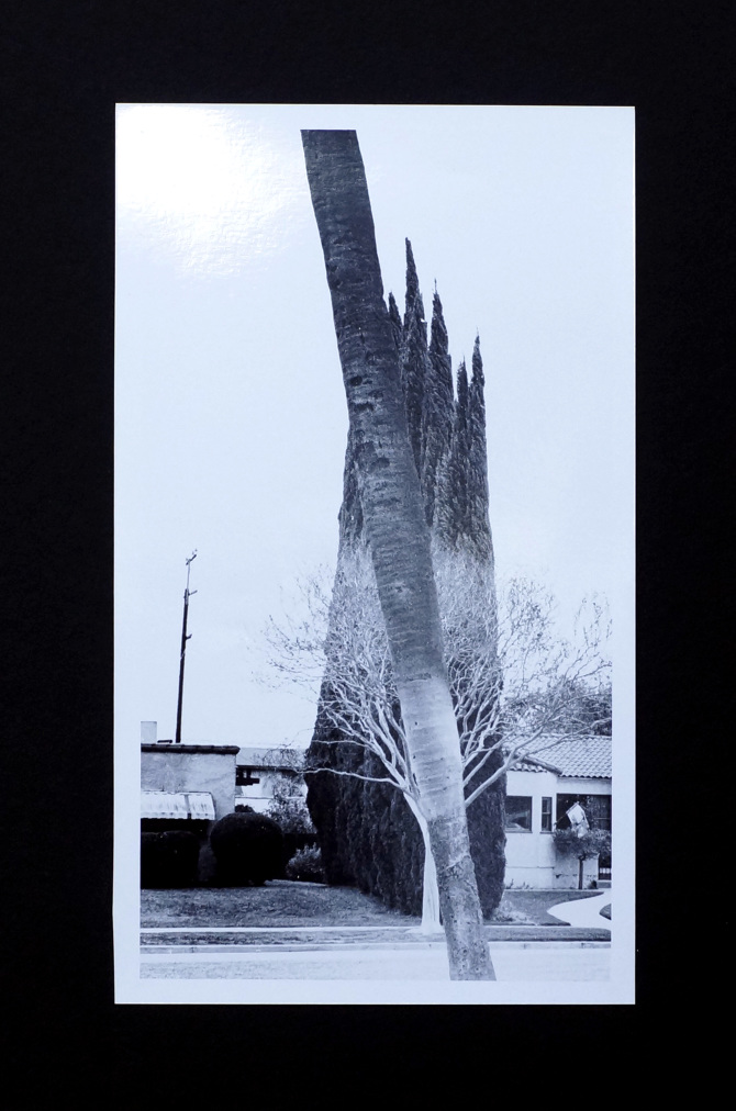 Neighborhood Trees - ella de buck