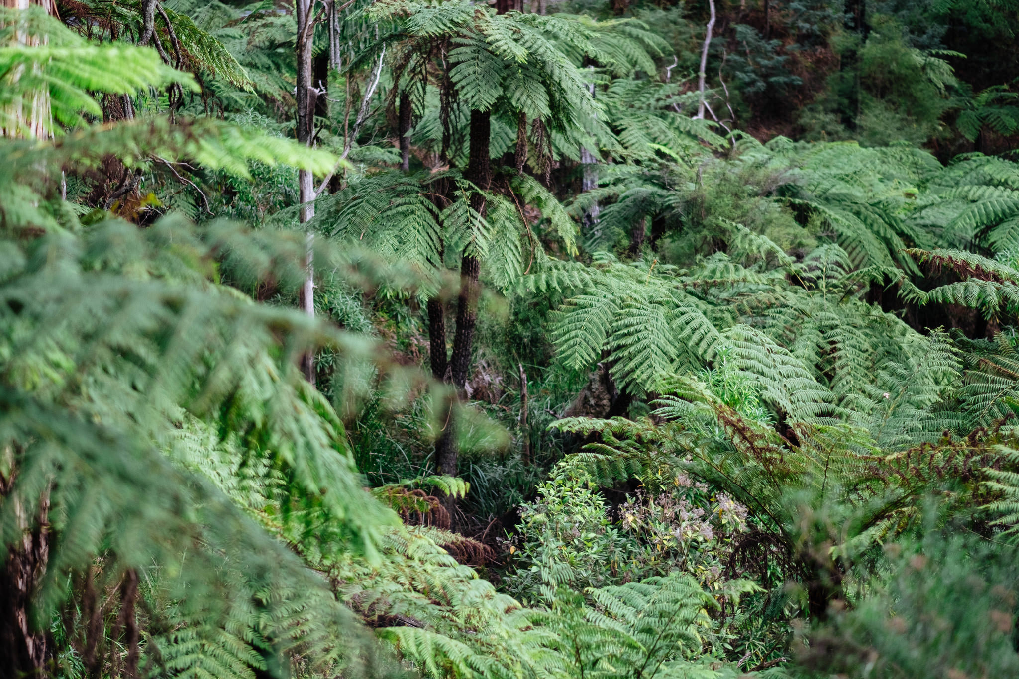 TAC - Max Milne | Professional Melbourne Commerical Advertising ...