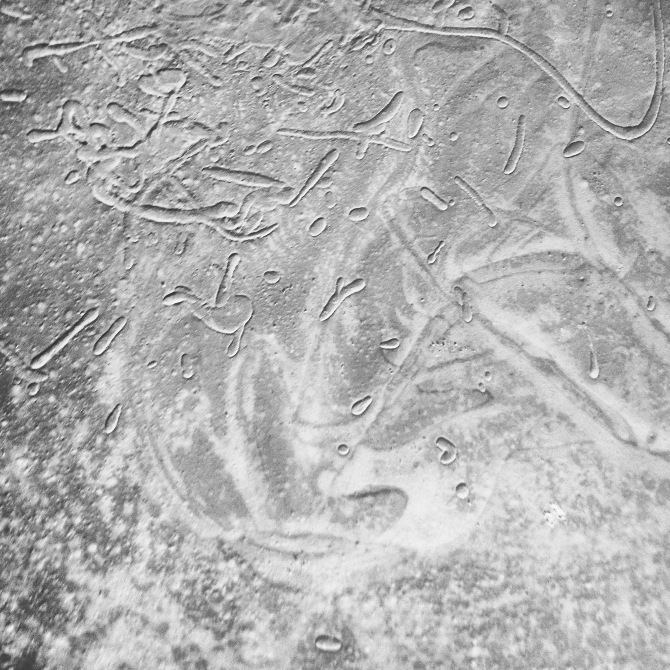 // bone writing - .g