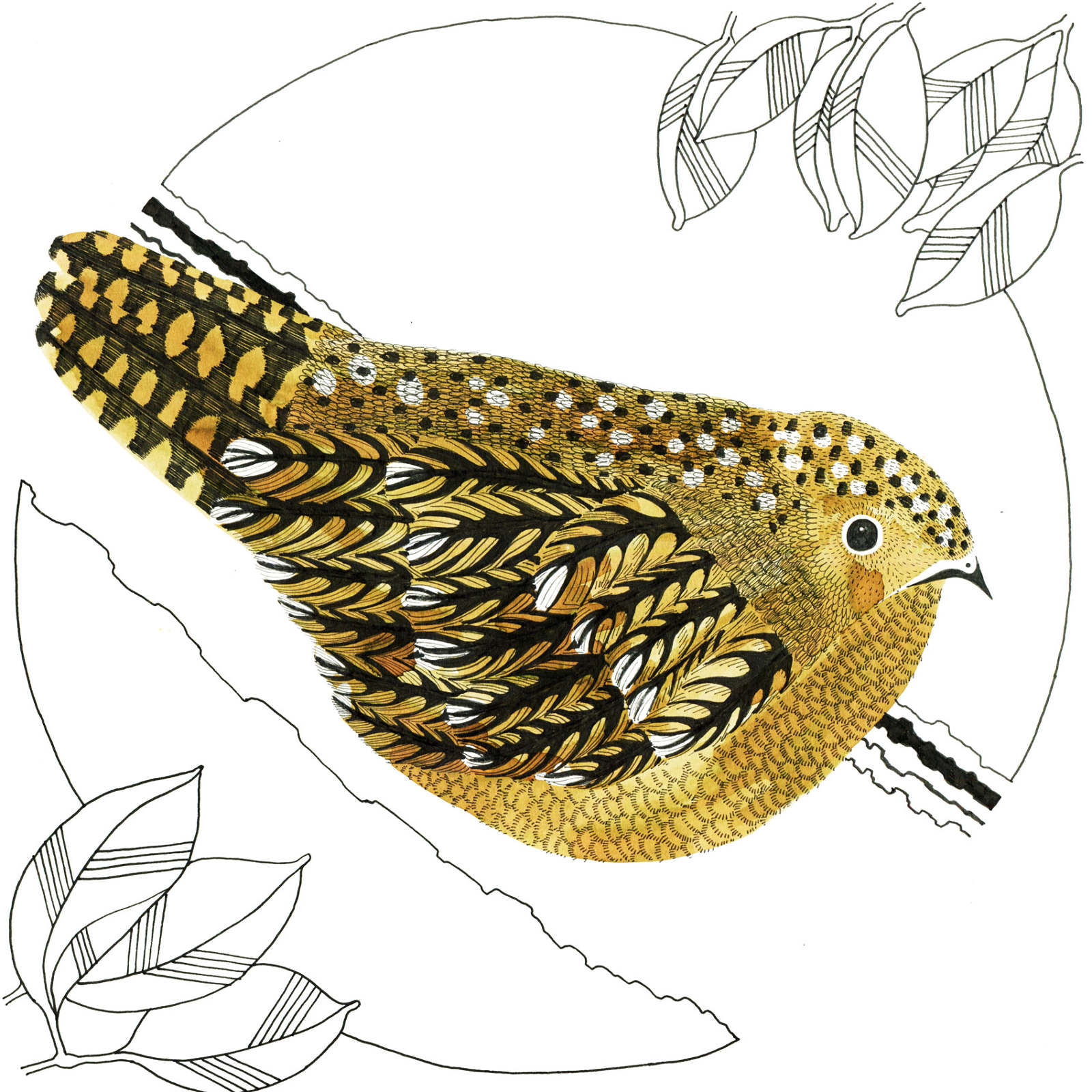 The nighthawk star 夜鷹之星 - Guan The Illustrator