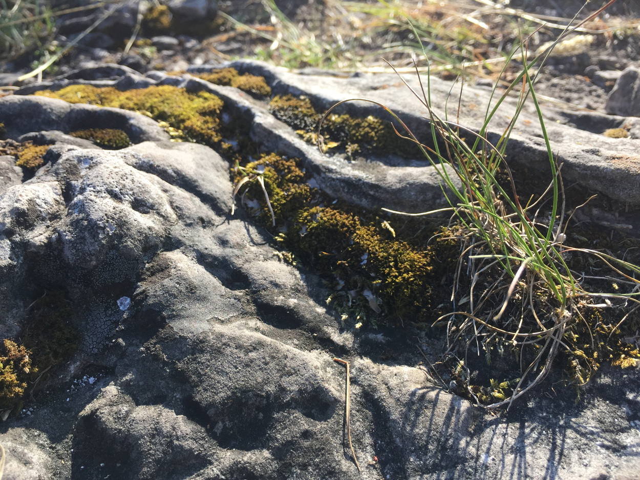 Biodegradation in Stone Microclimates - Greta Ruedisueli