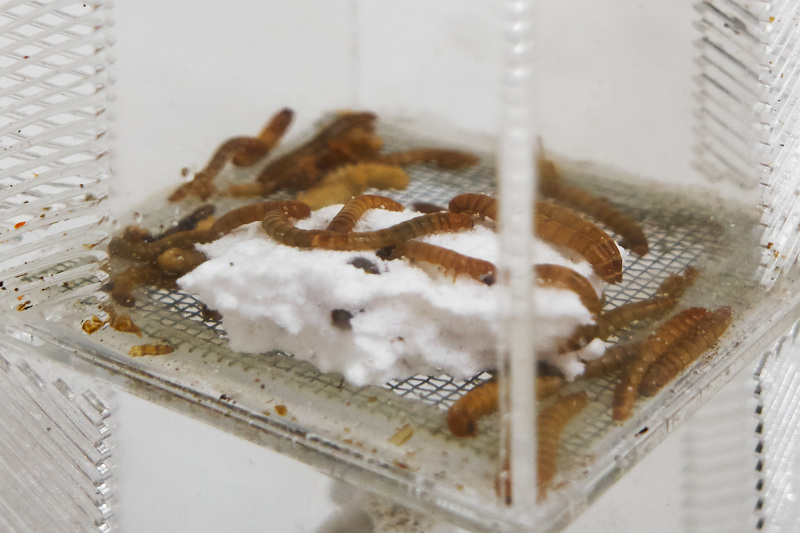 The Cheetos Puff Experiment - Shanie Tomassini