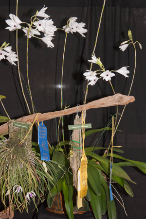 Debbie Carlos Studio