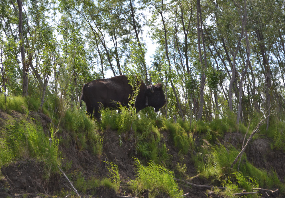 Rewilding Residency, Innoko National Wildlife Refuge, Alaska - Rachel Frank