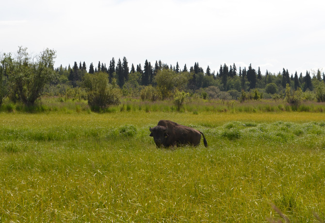 Rewilding Residency, Innoko National Wildlife Refuge, Alaska - Rachel Frank