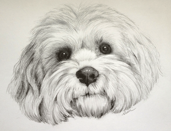 Coco - Illustrations