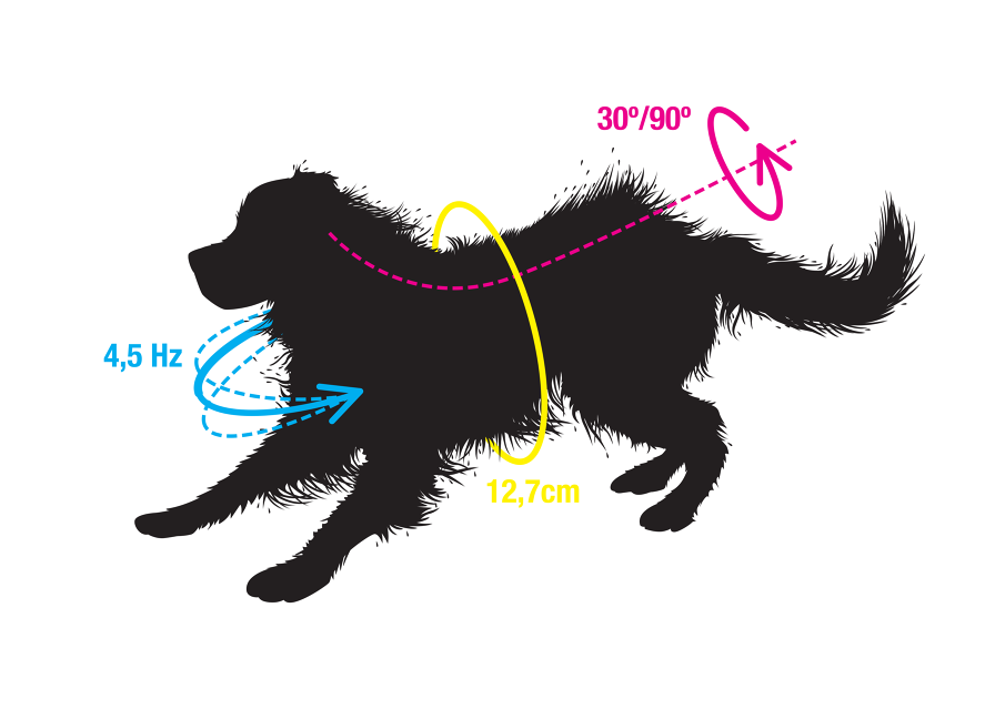Dog Movements. Popular Mechanics - Mercè Iglesias Majó