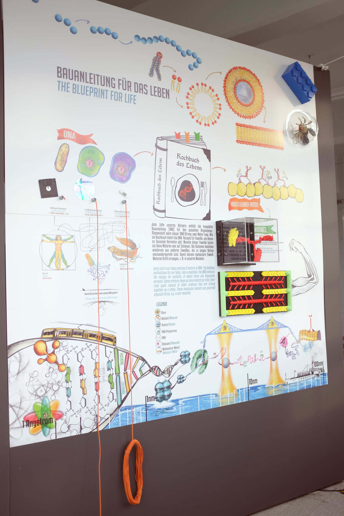Physics of Life Museum Exhibit - priyankaoberoi
