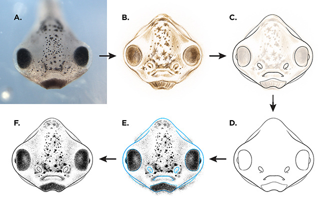 The Zahn Drawings / Xenopus laevis - Natalya Zahn / Illustrator
