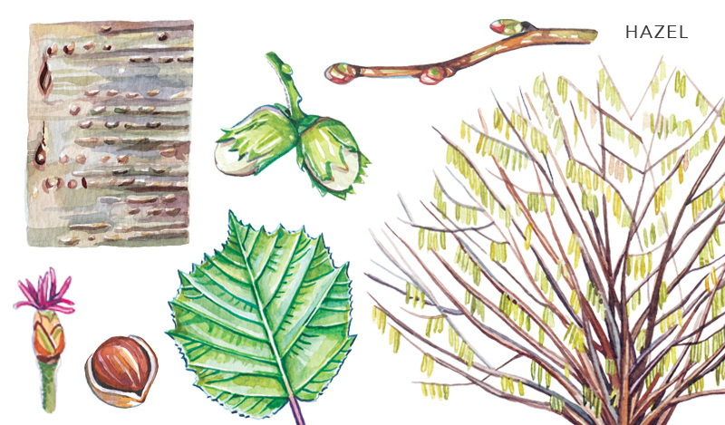 Tree Vision Illustrated Game - Holly Exley Illustration
