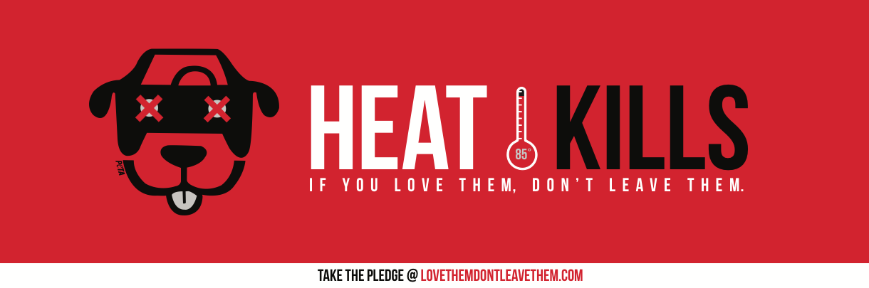 HEAT KILLS - Third Eye Views