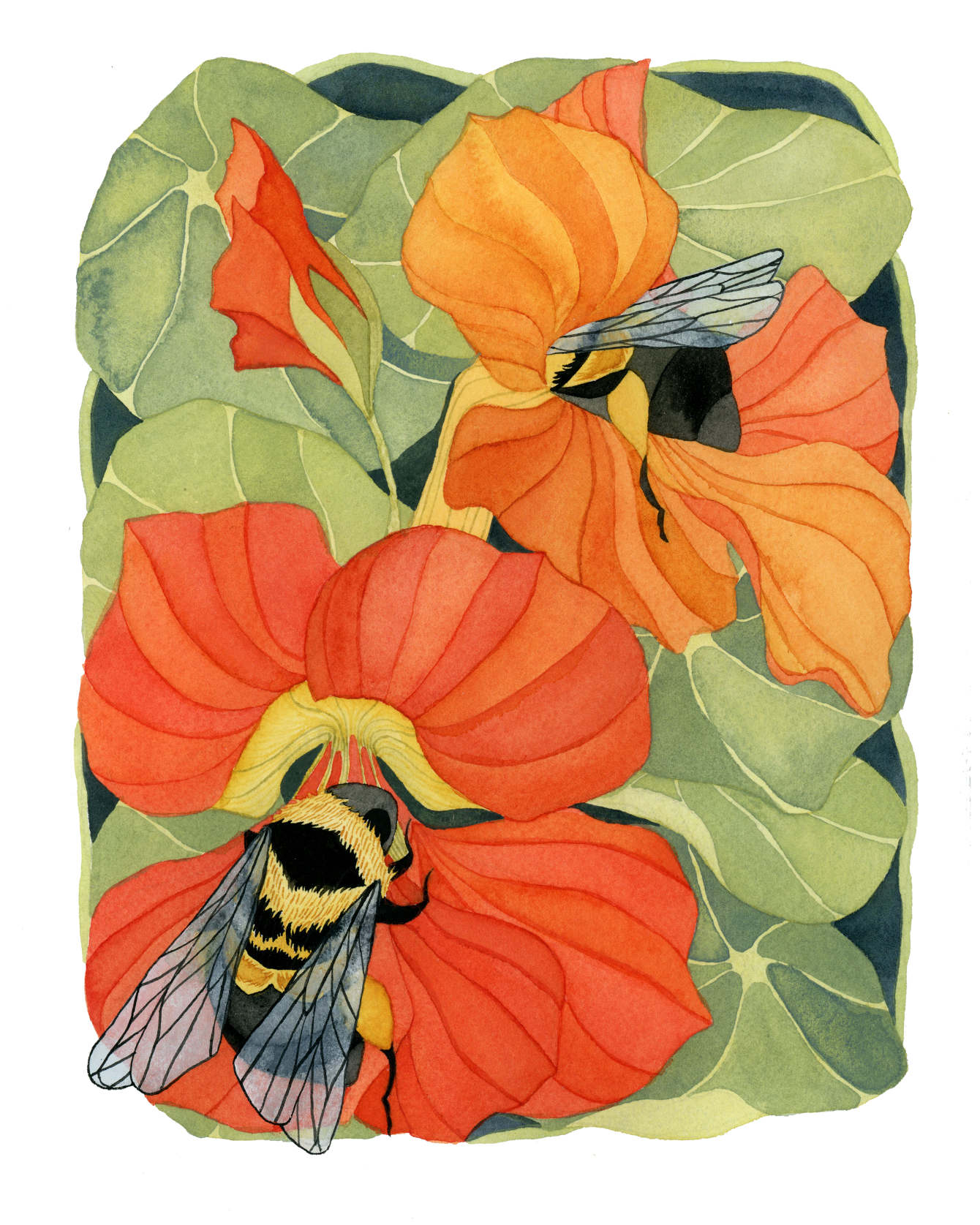 conservation illustration - Megan Murrell Illustration