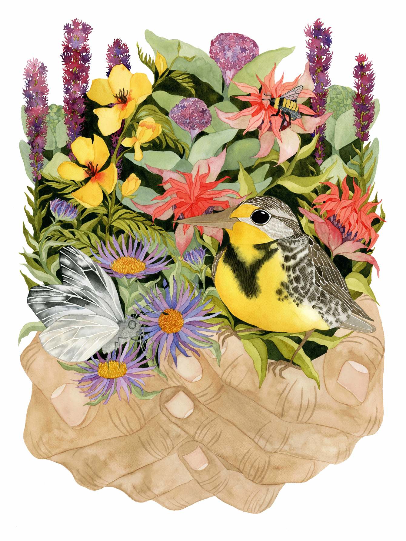 conservation illustration - Megan Murrell Illustration