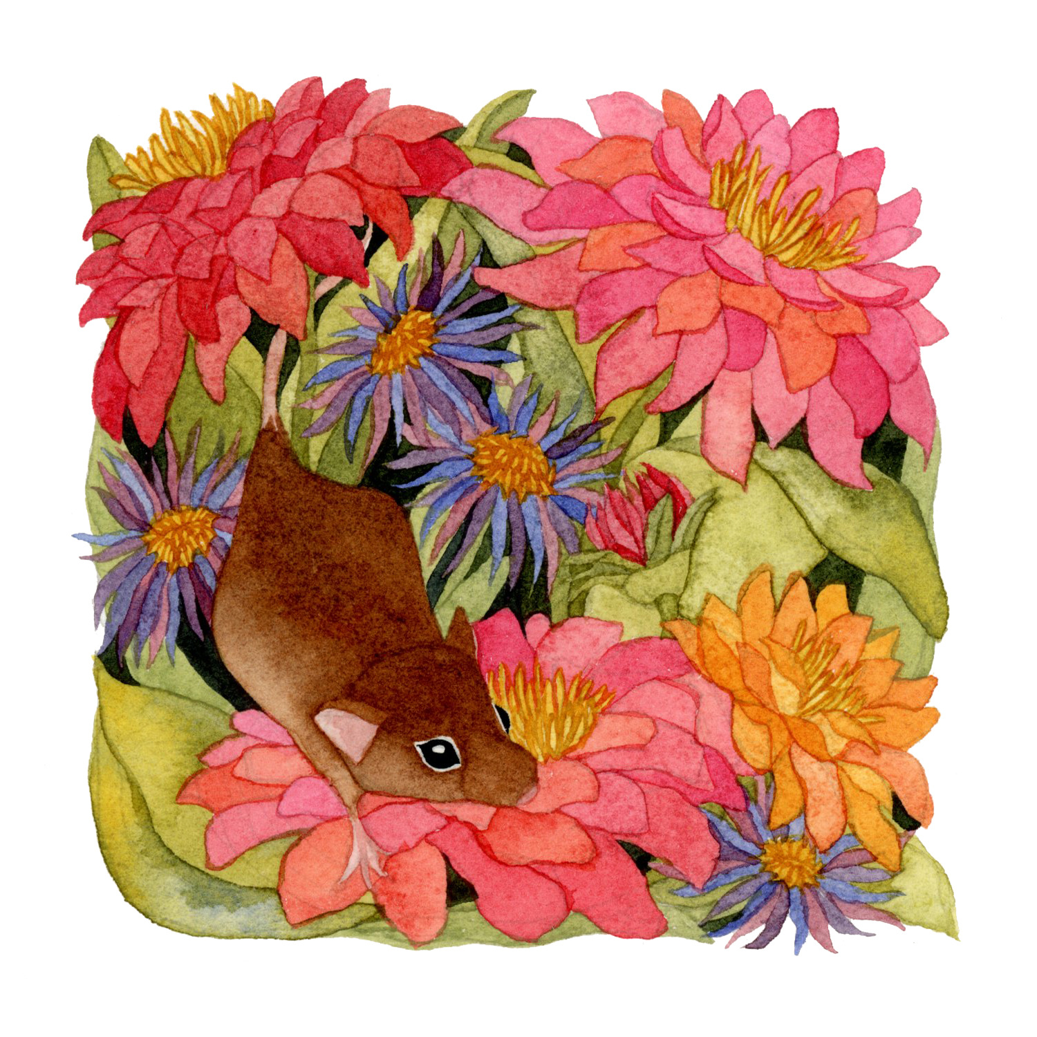 conservation illustration - Megan Murrell Illustration