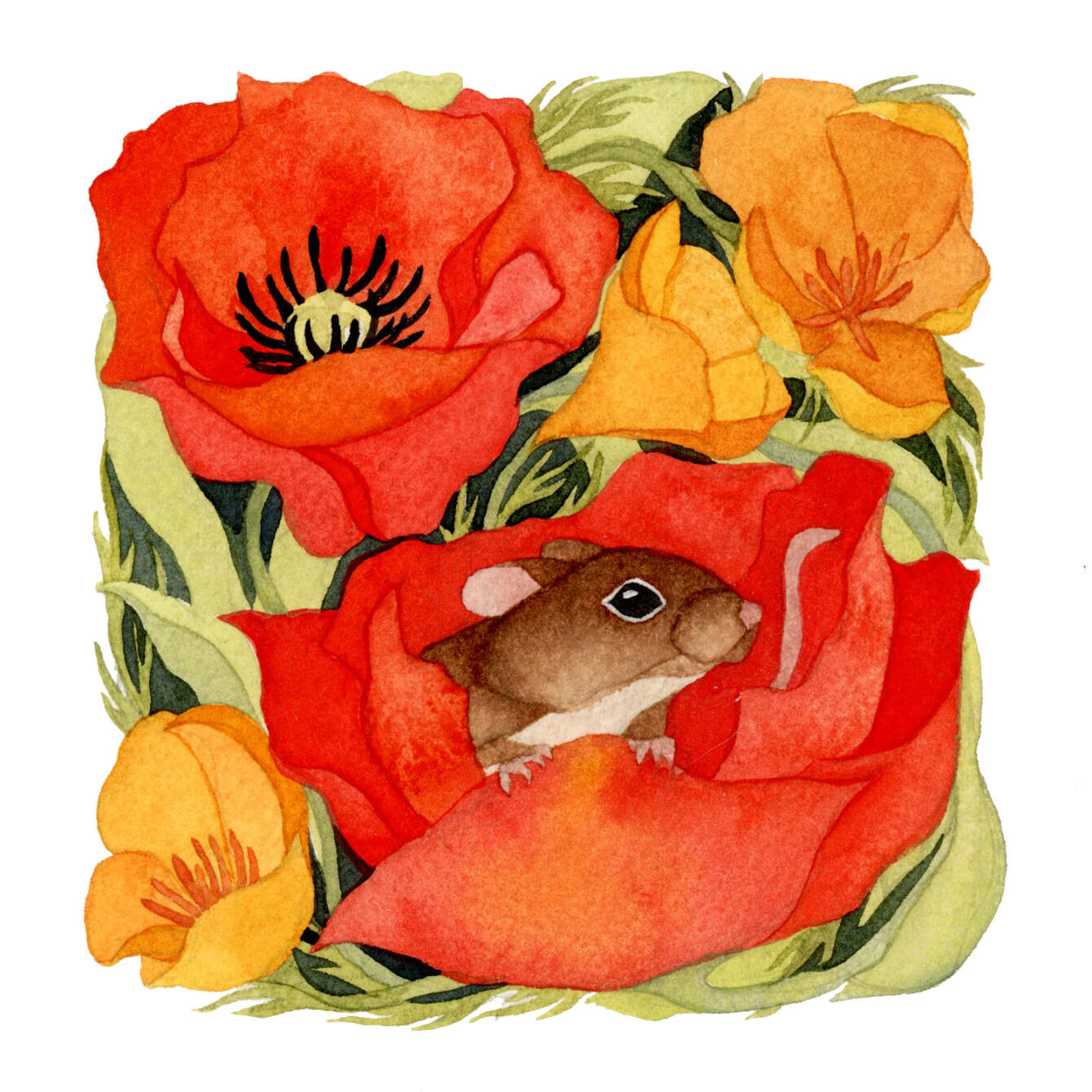 conservation illustration - Megan Murrell Illustration