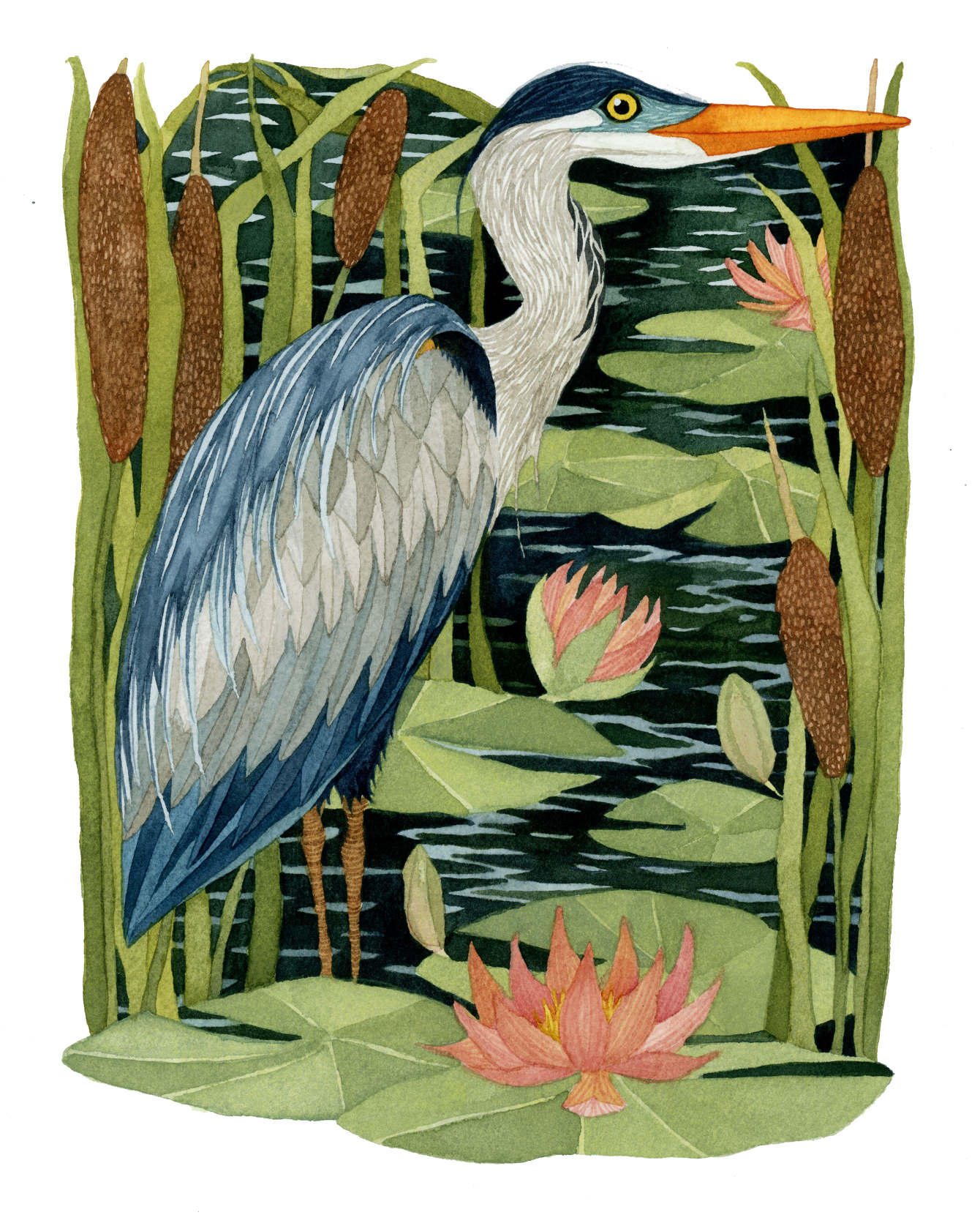 conservation illustration - Megan Murrell Illustration