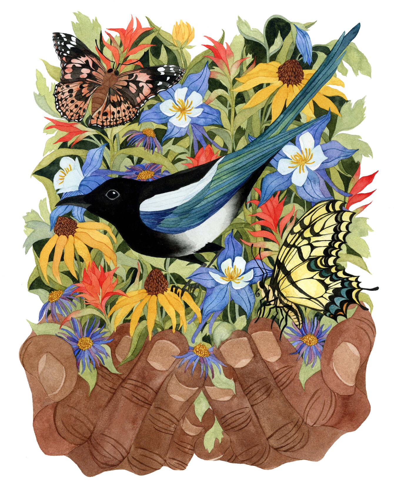 conservation illustration - Megan Murrell Illustration
