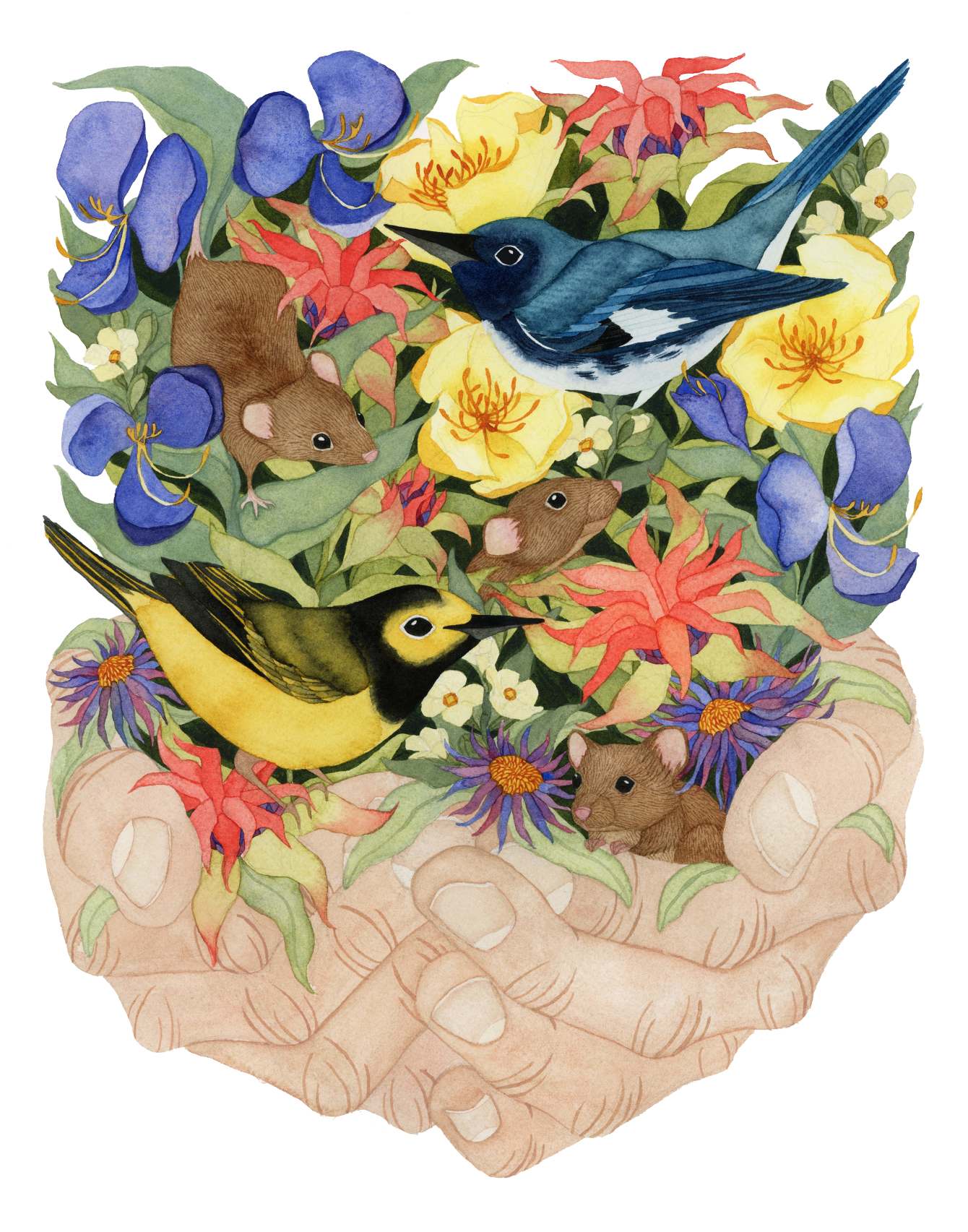 conservation illustration - Megan Murrell Illustration