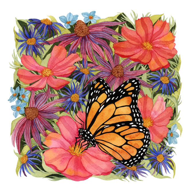 conservation illustration - Megan Murrell Illustration