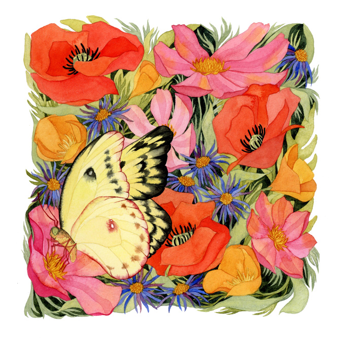 conservation illustration - Megan Murrell Illustration