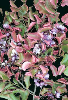 Design de superfície : Estampa Sapucaia - Lecythis pisonis - Valentina ...