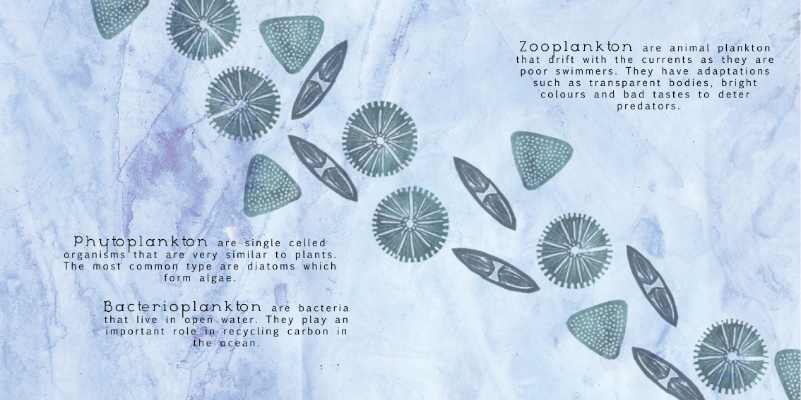 Plankton Book - Emily Rolland Design