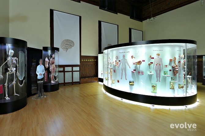 Museum of Man exhibition design - evolve media