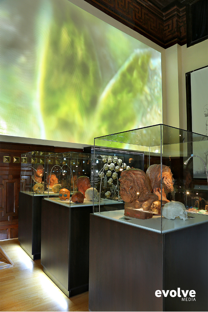 Museum of Man exhibition design - evolve media
