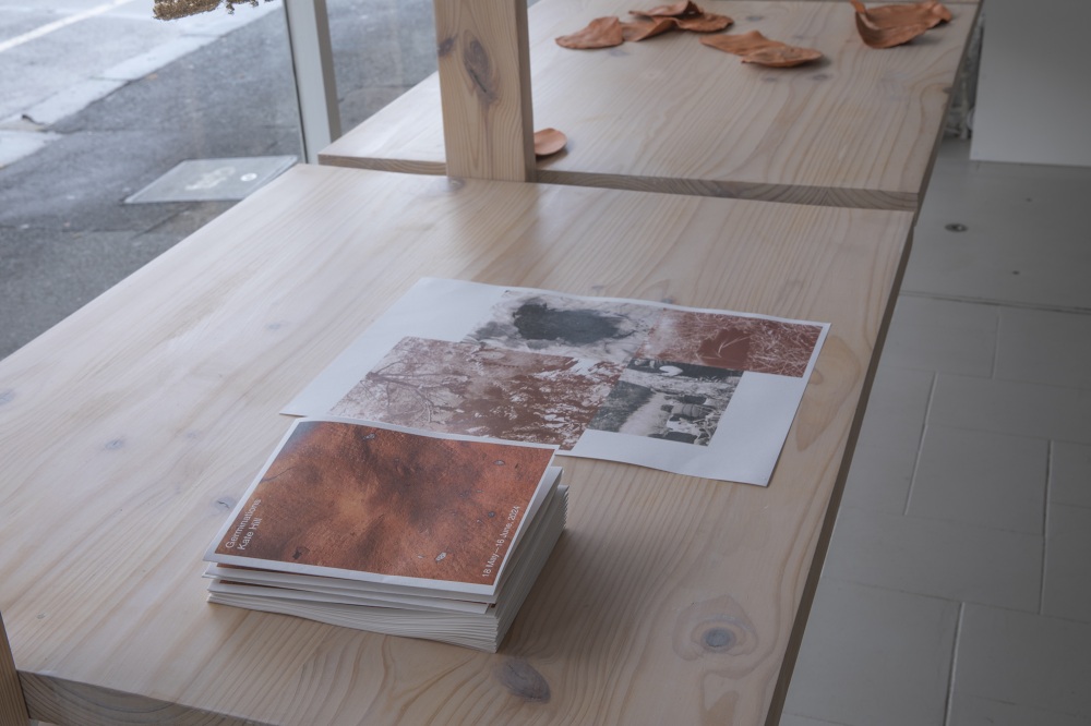 Germinations - kate hill