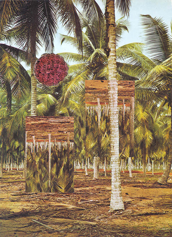 10. Deforestation Cells - Alexandre Coll