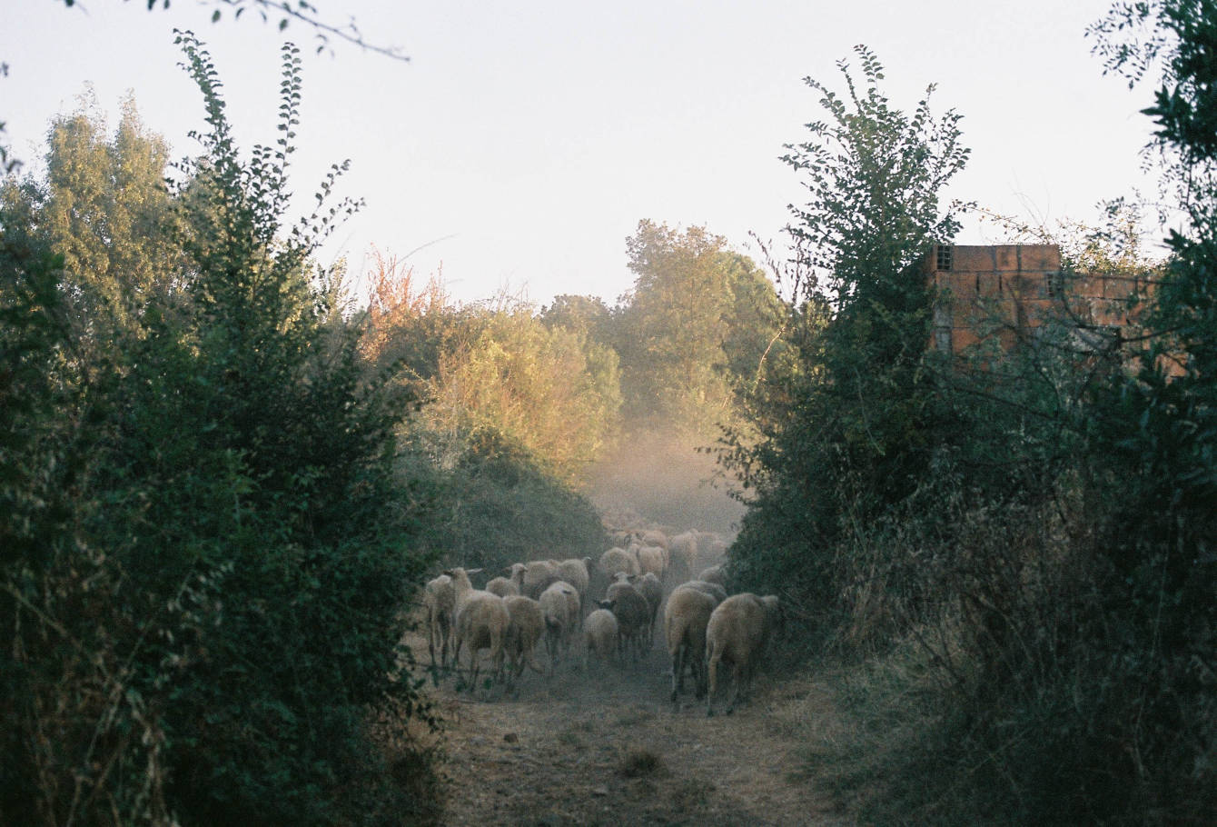 countryside life, daily routine - Analogic Moments