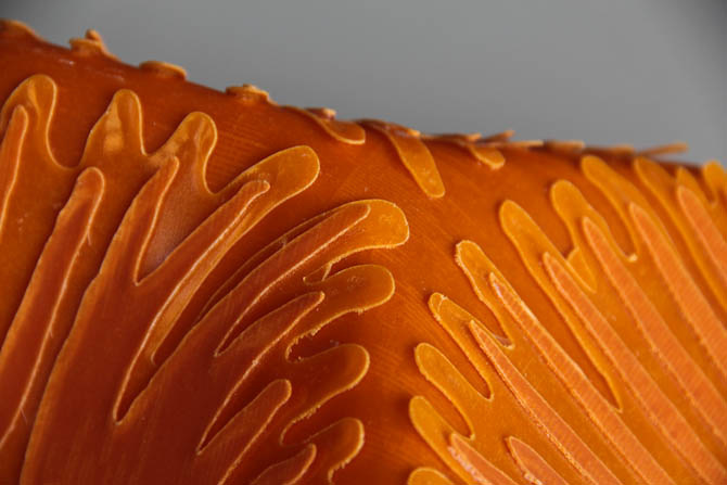 Polymorphites - Ammar Kalo