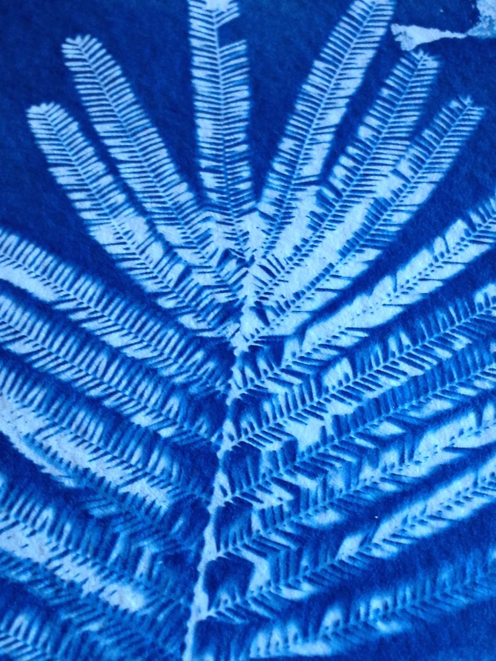 Cyanotype, Pinhole and Medium Format - Nathalie M Harris Photography