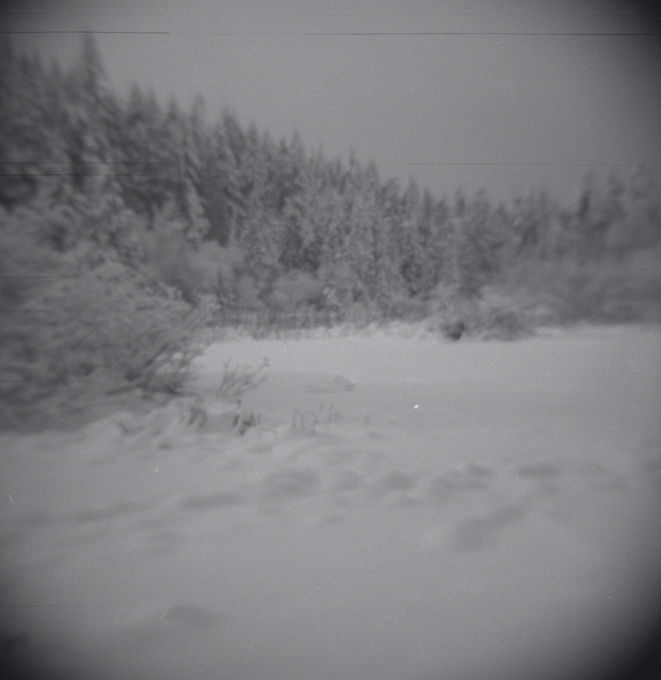 Cyanotype, Pinhole and Medium Format - Nathalie M Harris Photography