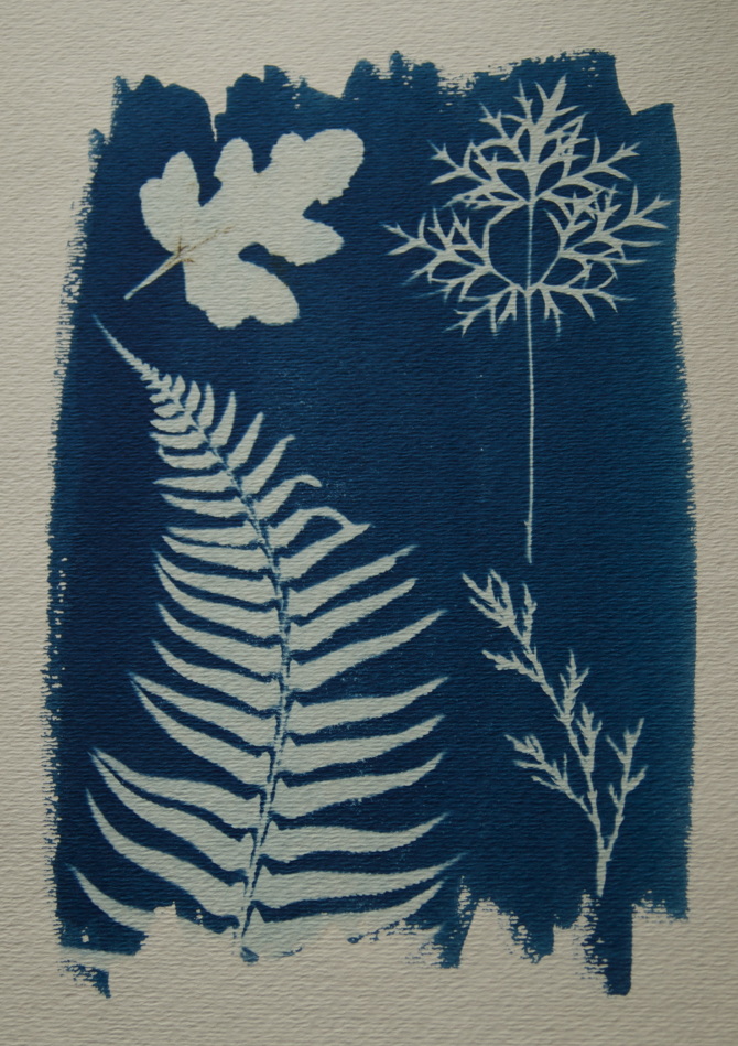 Cyanotype, Pinhole and Medium Format - Nathalie M Harris Photography