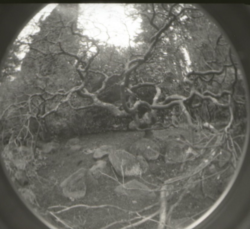 Cyanotype, Pinhole and Medium Format - Nathalie M Harris Photography