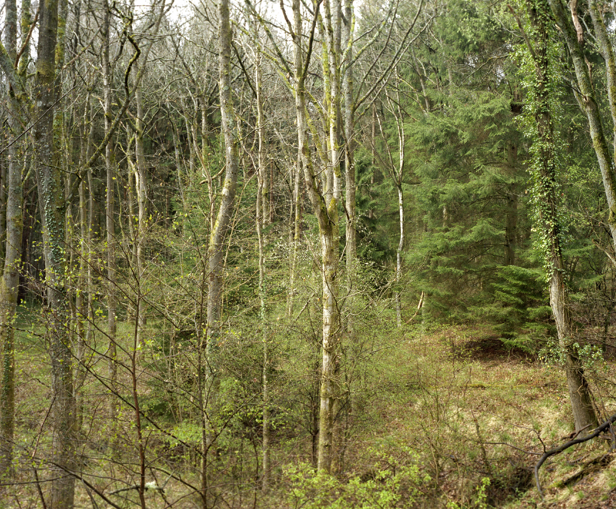 Ode to the Forest - Triin Kerge