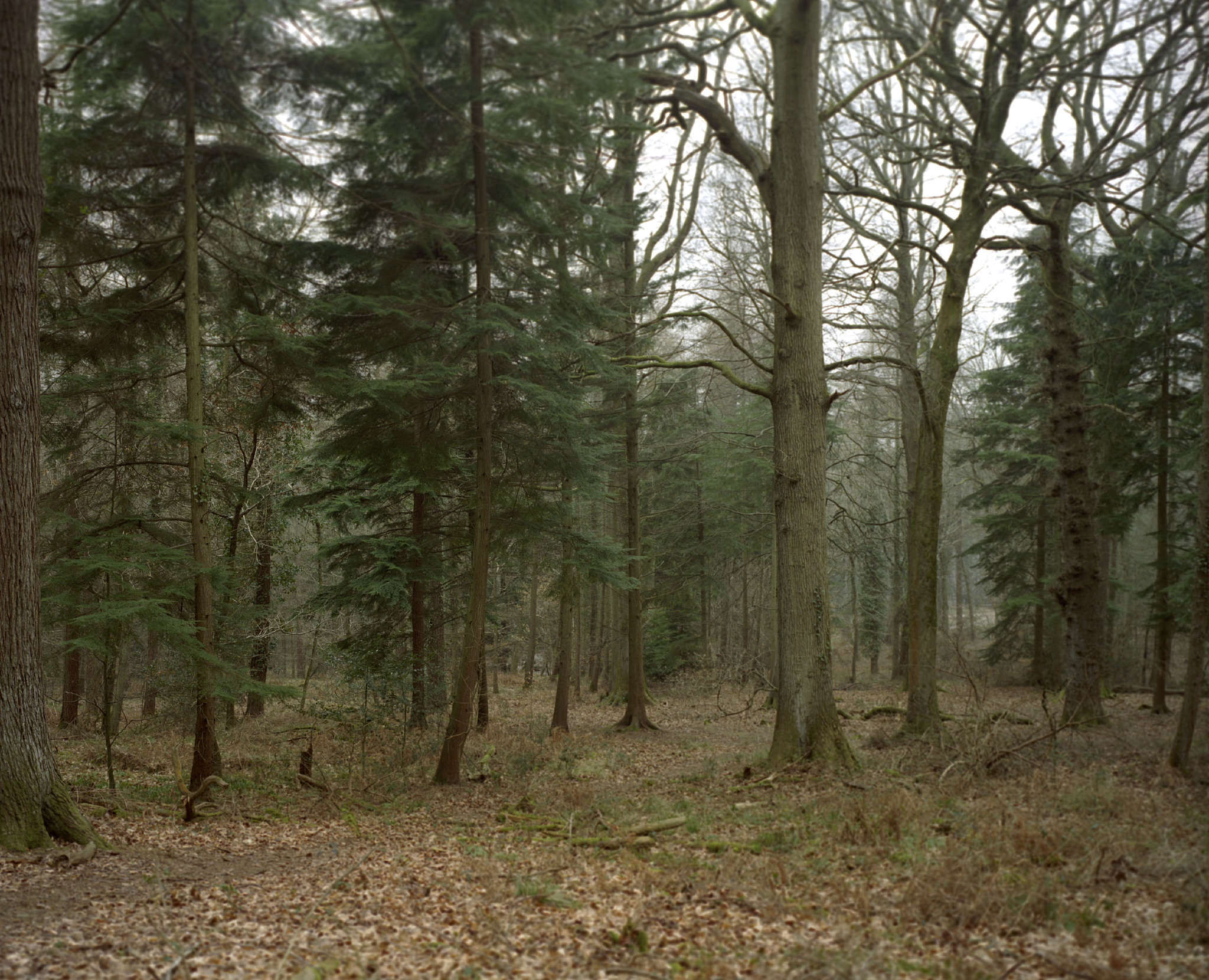 Ode to the Forest - Triin Kerge