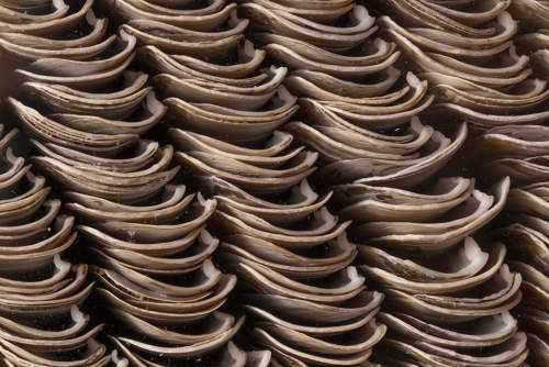 Carolien van der Heijden