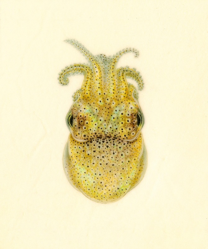 Fish / Marine - Mali Moir